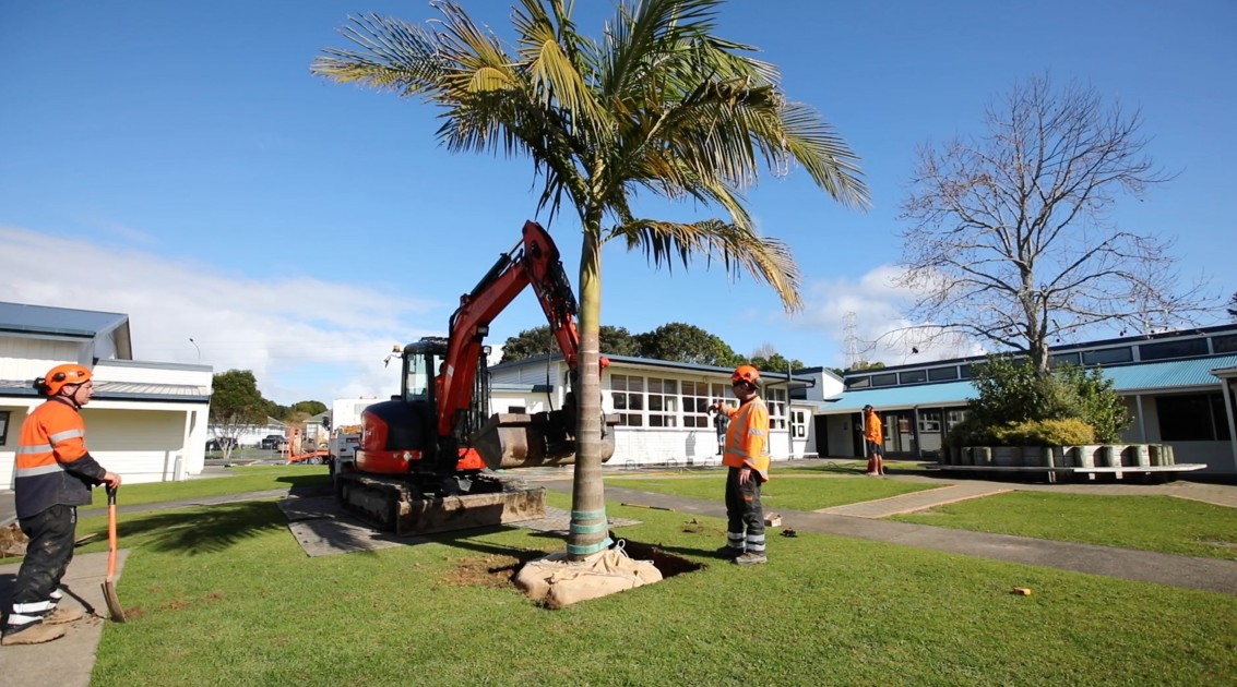 Tropical touch – Kāinga Ora gifts palm trees to local school » Roskill ...